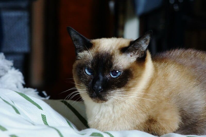 Siamese Cat Names: 500 Names For Male & Female Siamese Cats