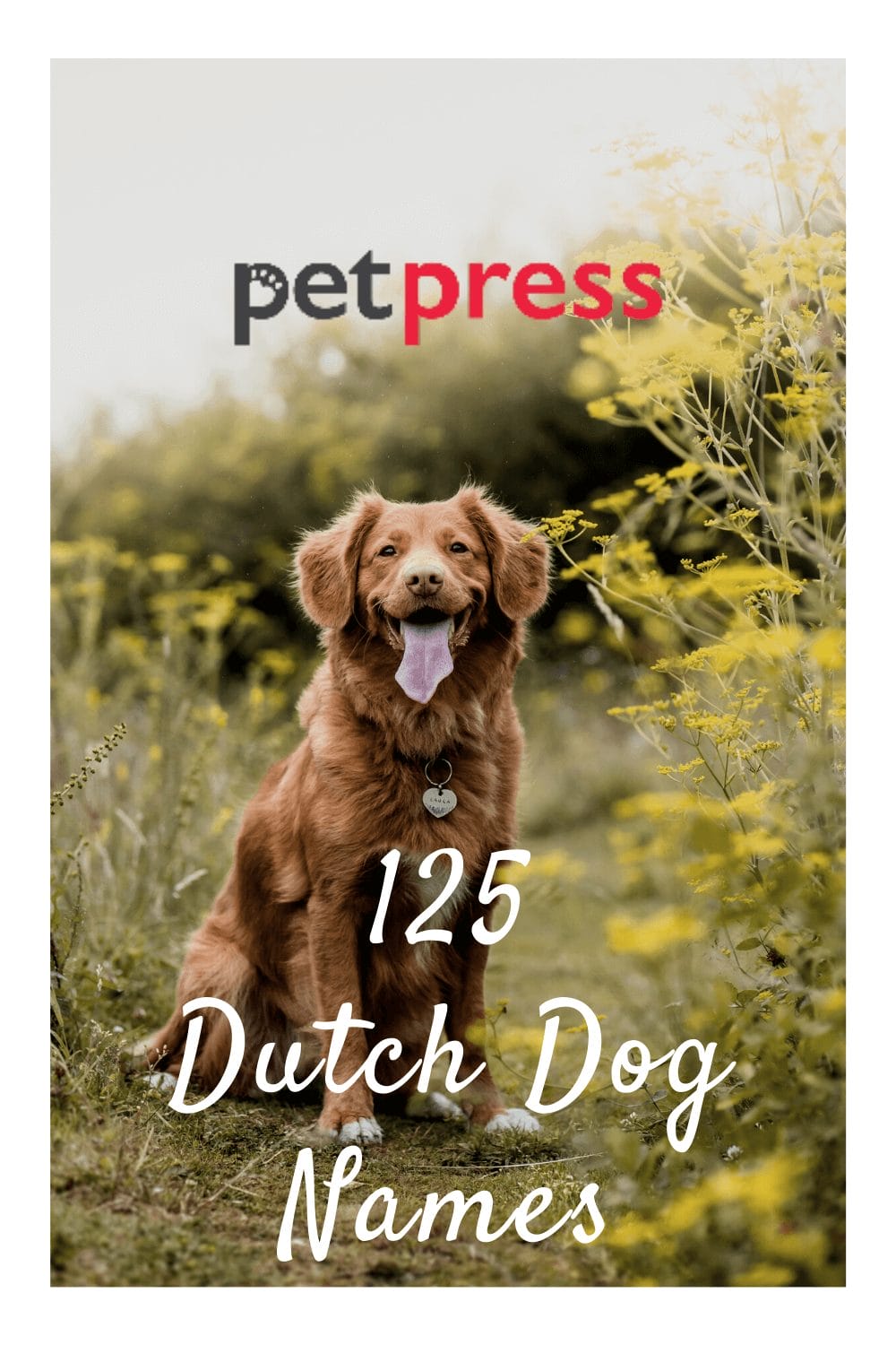 Top 125 Best Dutch Dog Names - Artistic Dutch Dog Name Ideas
