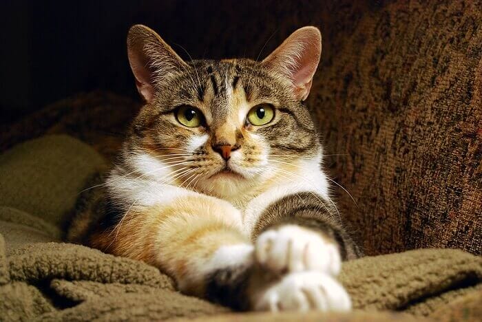 500 Fancy Cat Names that are Posh and Elegant