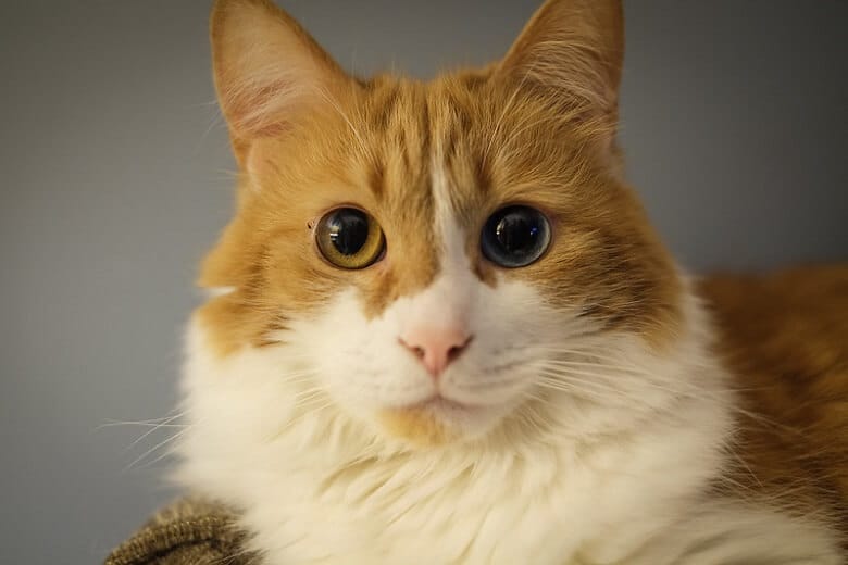 320 Regal Cat Names for Your Kitten - PetPress