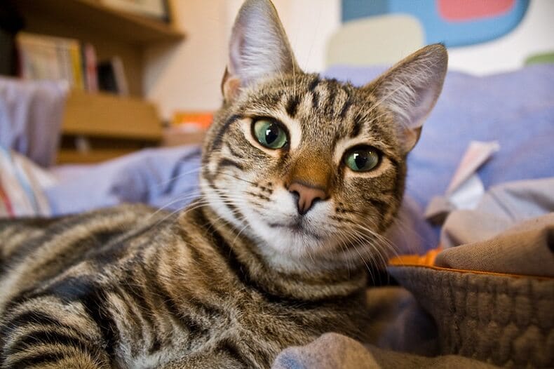 Tabby Cat Names: 350 Best Names for Tabby Kittens - PetPress