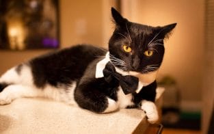 500 Fancy Cat Names that are Posh and Elegant