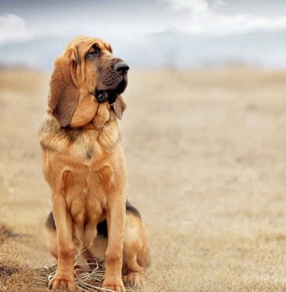 Top 15 Popular Hunting Dog Breeds - PetPress