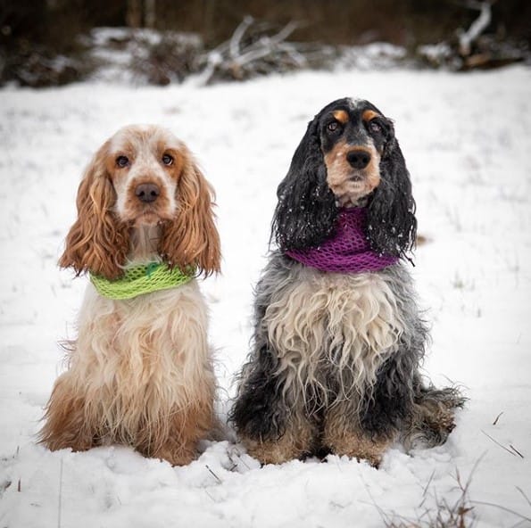 Top 15 Popular Hunting Dog Breeds - PetPress