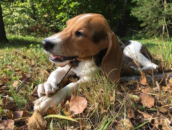 Top 15 Popular Hunting Dog Breeds - PetPress