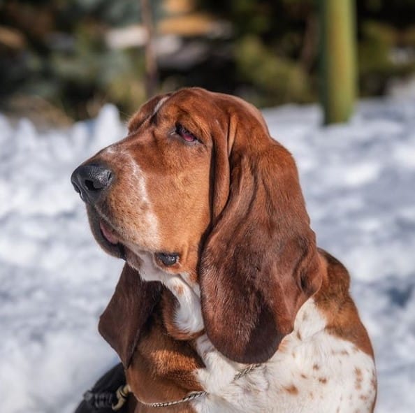 Top 15 Popular Hunting Dog Breeds - Page 2 of 3 - PetPress