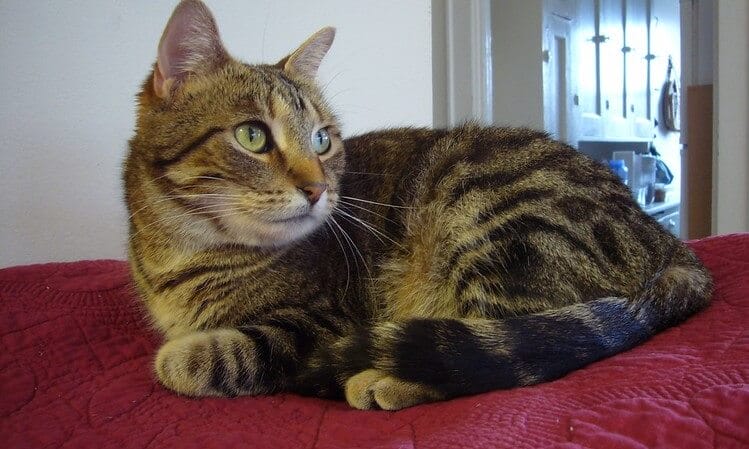 Tabby Cat Names: 350 Best Names for Tabby Kittens - PetPress