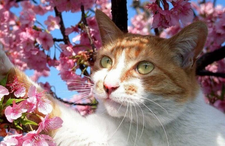 Best 500 Japanese Cat Names – Male & Female Names with Meanings