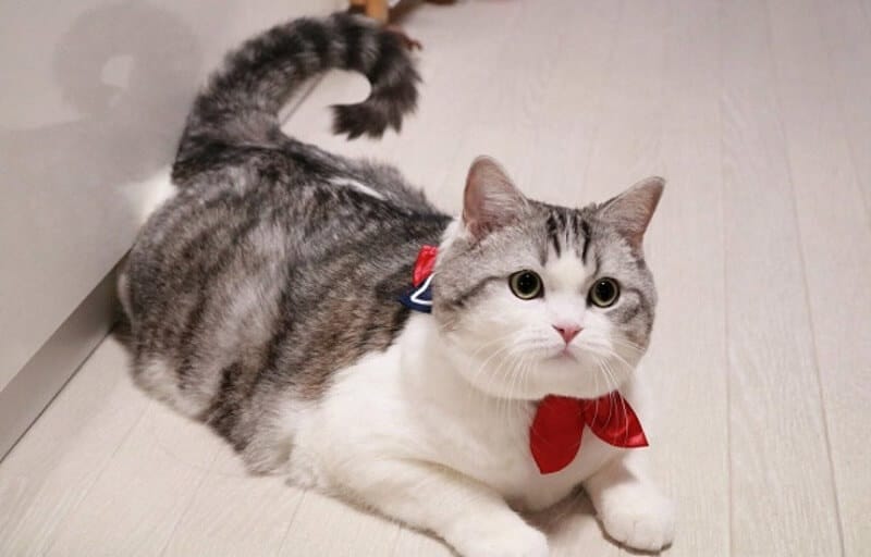 Best 500 Japanese Cat Names – Male & Female Names with Meanings