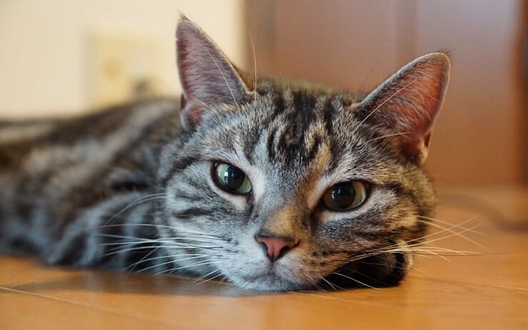 Best 500 Japanese Cat Names – Male & Female Names with Meanings