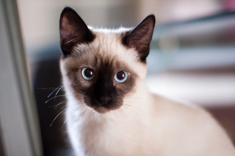 Siamese Cat Names: 500 Names For Male & Female Siamese Cats