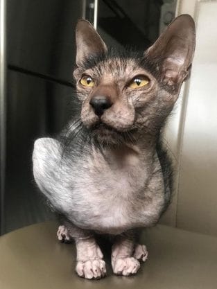 Top 9 New Cat Breeds That Become Popular - PetPress