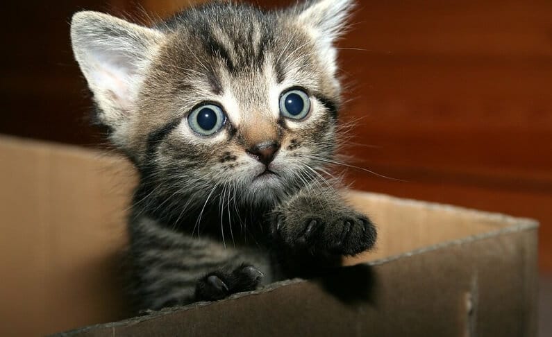 Cat Names Starting With L - 380 Best Cat Name Ideas Start With L