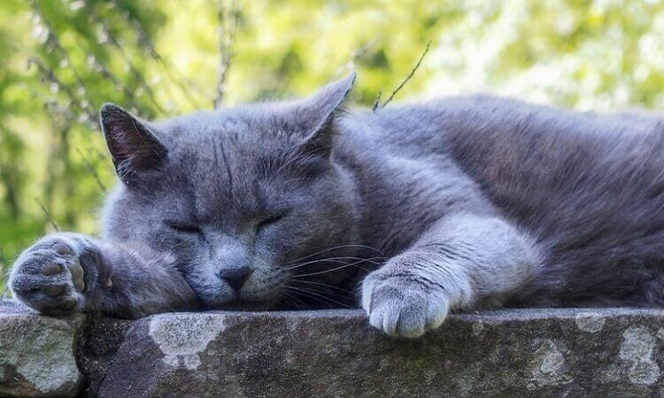 300 Country and Southern Cat Names - PetPress