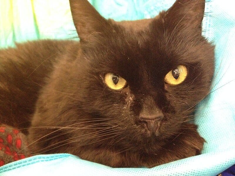 Unleashing the Frights: Top 500 Halloween Themed Cat Names