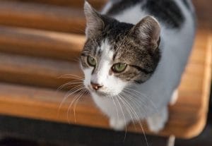 Best Spotted Cat Names: List of 150+ Names for Spotted Cats