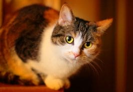 Best Spotted Cat Names: List of 150+ Names for Spotted Cats