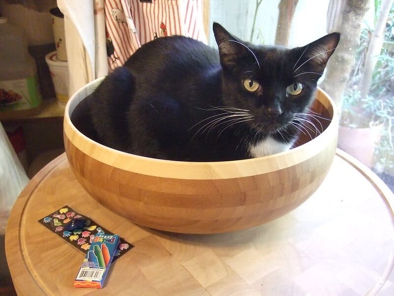 500 Fancy Cat Names that are Posh and Elegant