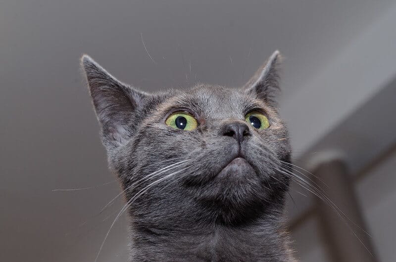 Best 200+ Hyper Cat Names - Names for Energetic Cats