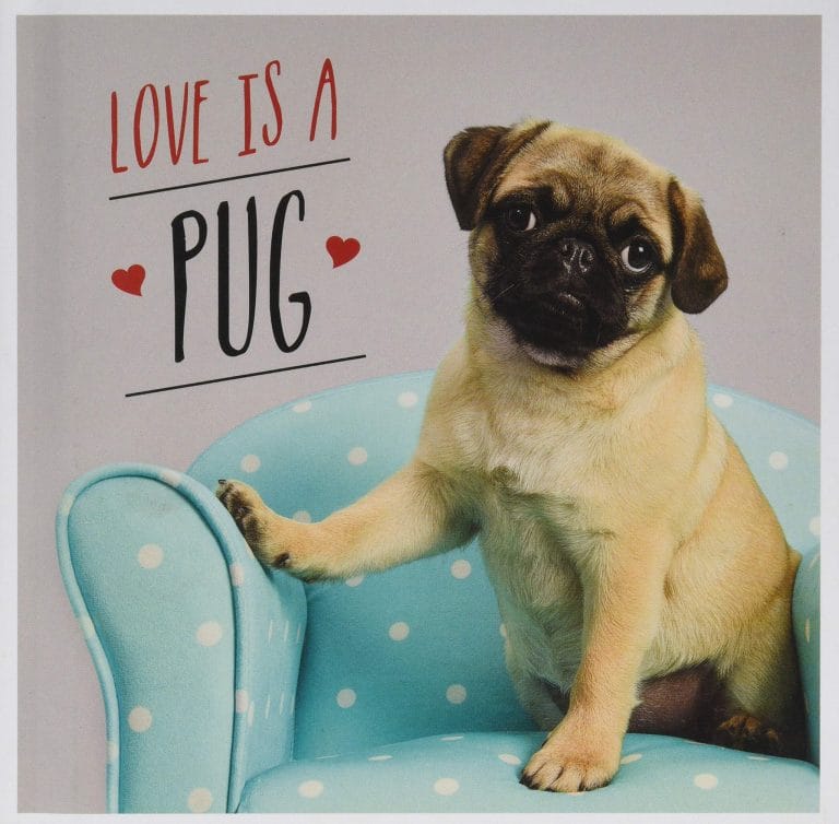 15 Вooks About Pugs (Part 2) - PetPress