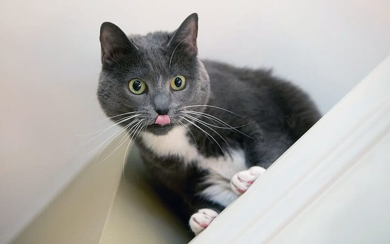 500 Fancy Cat Names that are Posh and Elegant