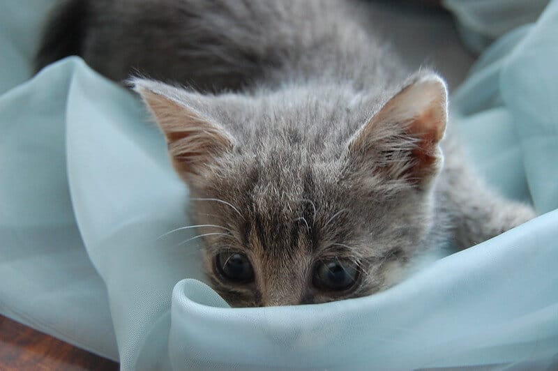Food Cat Names - 500 Cute & Funny Food Names for Cats