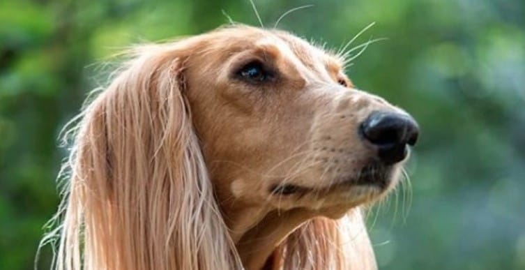 TOP 15 Fastest Dog Breeds In The World - PetPress