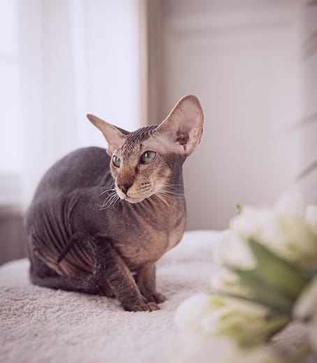 Top 9 New Cat Breeds That Become Popular - PetPress