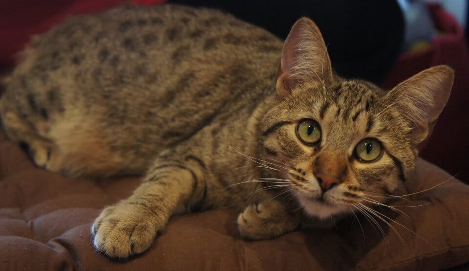 Best Spotted Cat Names: List of 150+ Names for Spotted Cats