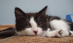 300 Country and Southern Cat Names - PetPress