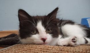 300 Country and Southern Cat Names - PetPress