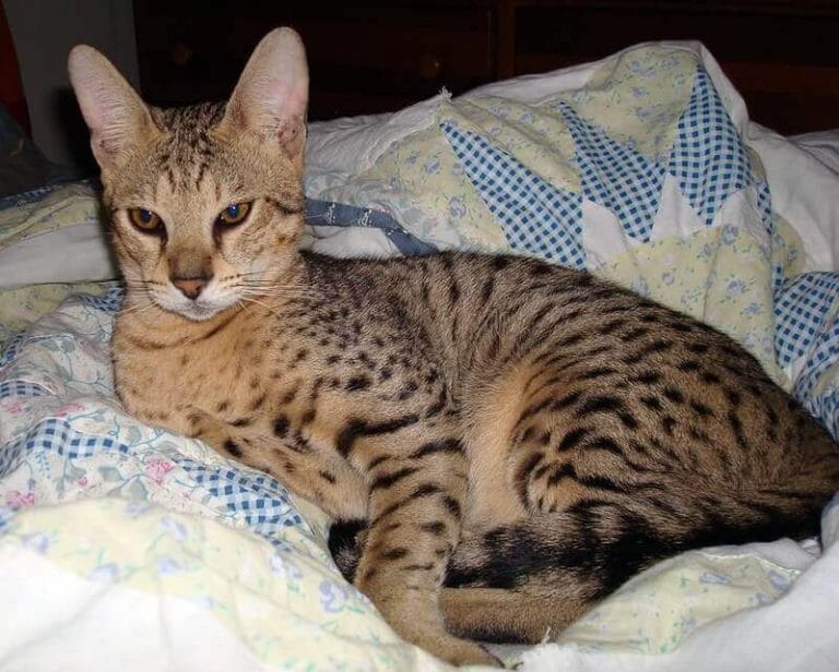 Best Spotted Cat Names: List of 150+ Names for Spotted Cats