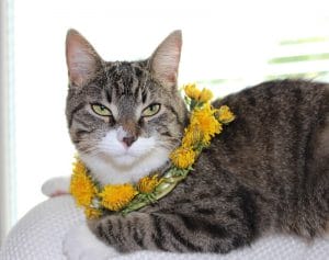 500 Fancy Cat Names that are Posh and Elegant