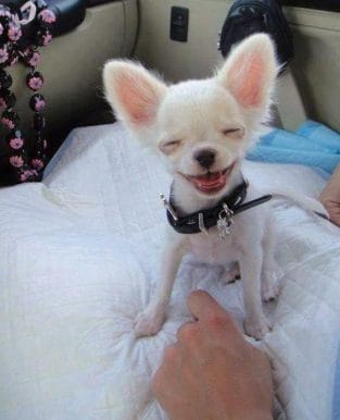 10 Incredibly Cute Pictures Of Smiling Dogs - PetPress