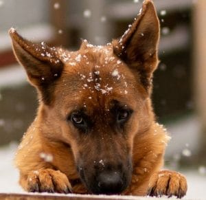 TOP 15: Dog Records In The Guinness Book Of Records - Page 2 of 3 ...