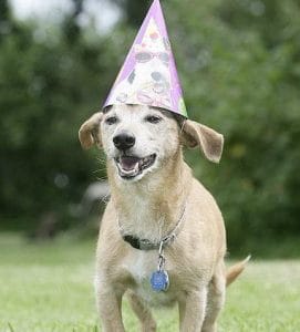 TOP 15: Dog Records In The Guinness Book Of Records - PetPress