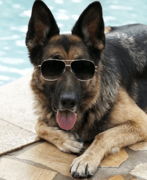 TOP 15: Dog Records In The Guinness Book Of Records - PetPress