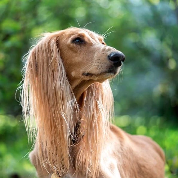 TOP 15 Fastest Dog Breeds In The World - PetPress