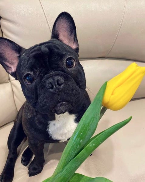 TOP 15 of the Cutest Dog Breeds - Page 2 of 3 - PetPress