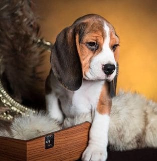 TOP 15 of the Cutest Dog Breeds - PetPress