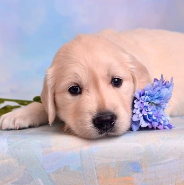 TOP 15 of the Cutest Dog Breeds - PetPress