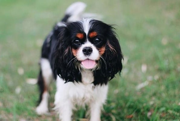 TOP 15 Small Dog Breeds - PetPress