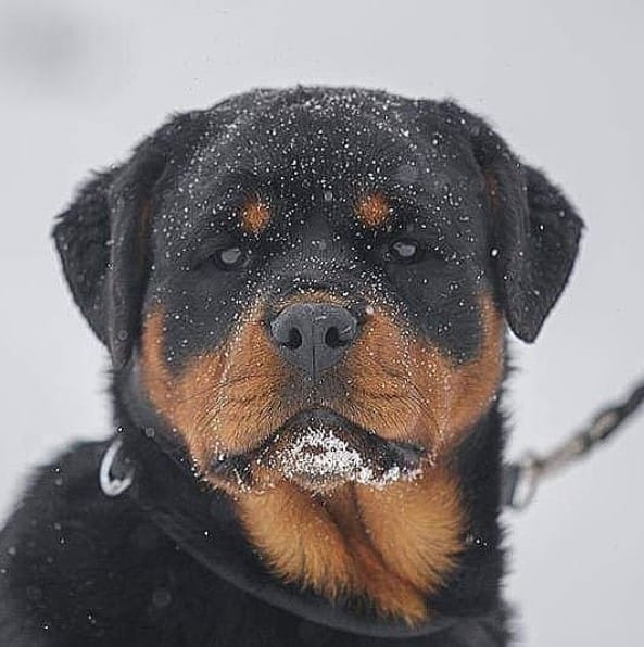 TOP 10 Most Aggressive Dogs In the World - PetPress