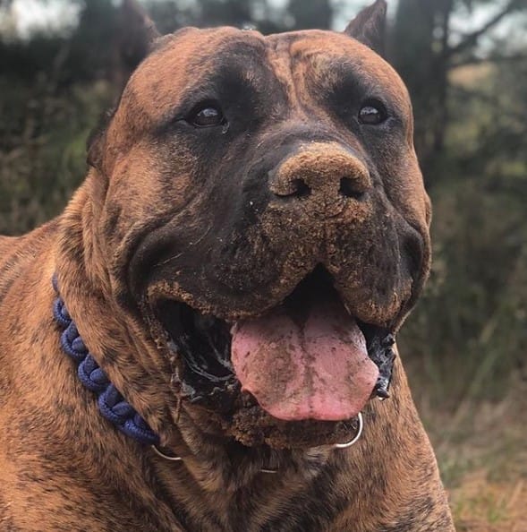 TOP 10 Most Aggressive Dogs In the World - Page 2 of 2 - PetPress