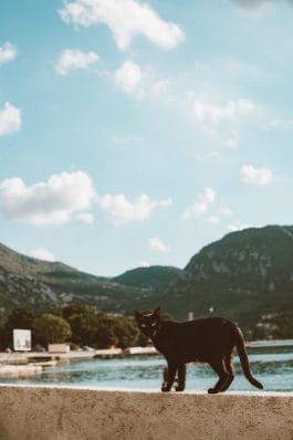 145 Purrfect Thai Cat Names for Your Feline Friend