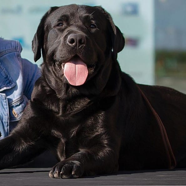 Top 10 Search & Rescue Dogs That You Should Know