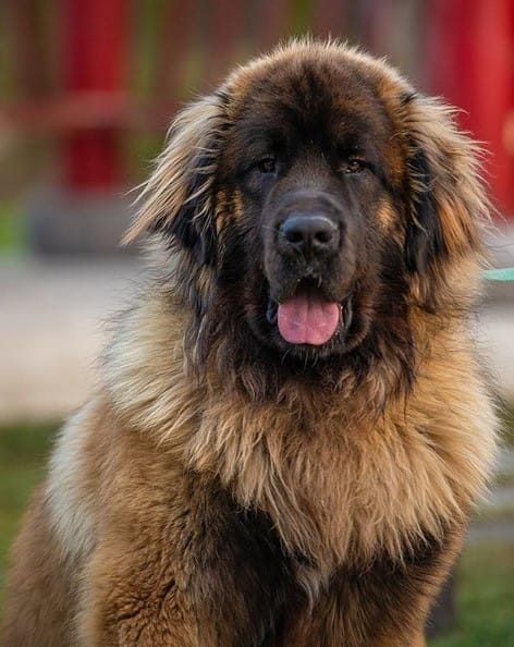 Top 10 Search & Rescue Dogs That You Should Know