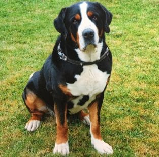 Top 10 Tallest Dog Breeds In The World - Page 2 of 2 - PetPress