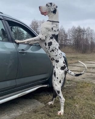 Top 10 Tallest Dog Breeds In The World - PetPress