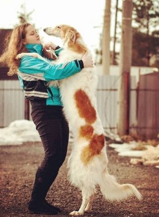 Top 10 Tallest Dog Breeds In The World - PetPress